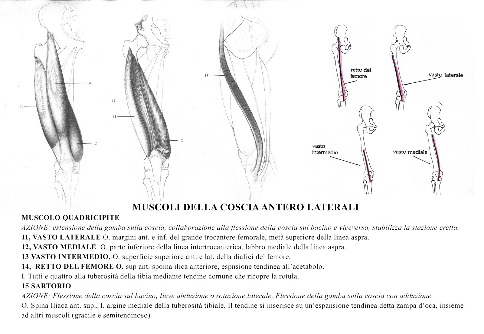 CON IL CORPO VIVO : CORPO ANATOMICO: ARTI INFERIORI