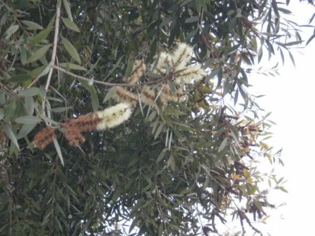 アメリカにずっと住む．．．つもり: フトモモ科 メラルーカ属の木、カジュプット（Cajeput Tree, Melaleuca ...