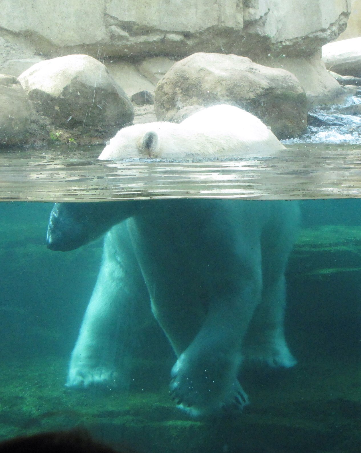 My Polar Bear Friends and Friends of Polar Bears: Payton of the Memphis Zoo