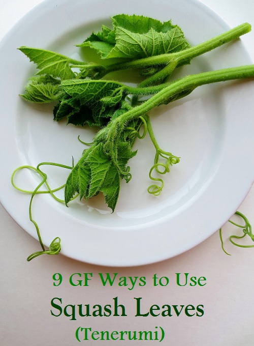 Poor And Gluten Free with Oral Allergy Syndrome What To Do With Squash Leaves And Stems 9 Poor And Gluten Free with Oral Allergy Syndrome What To Do With Squash Leaves And Stems 9