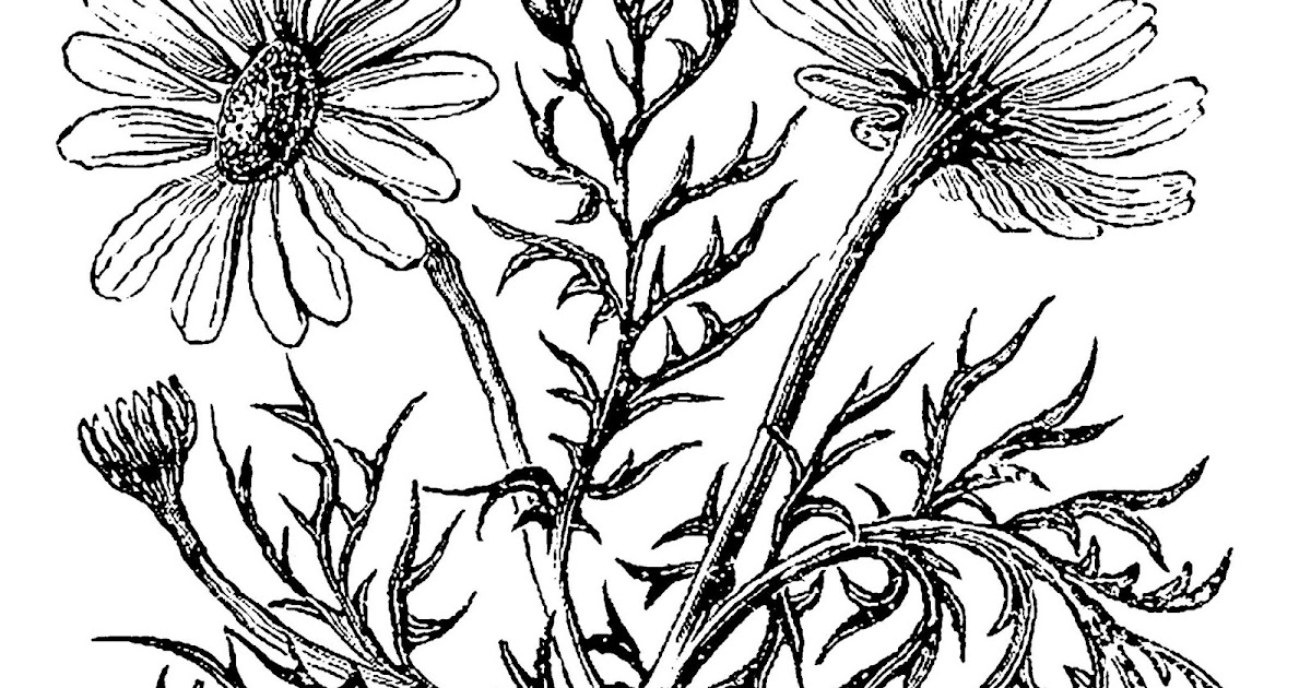 Digital Stamp Design: Free Wildflower Drawings Downloadable Transfer ...