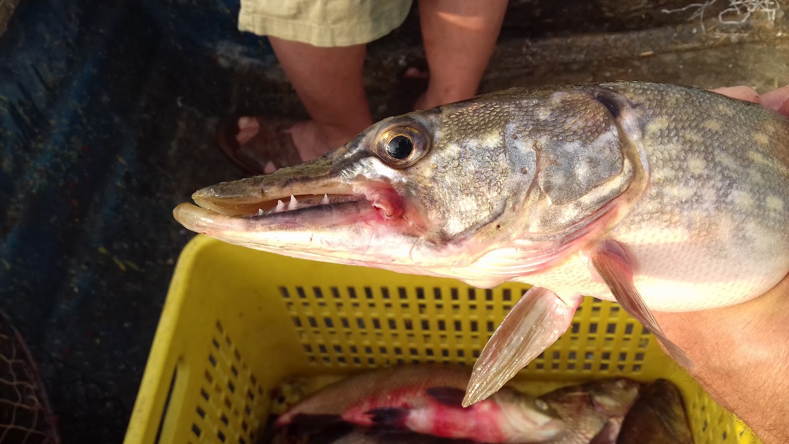 Float Fishing and not only, in Greece.: Λίμνη Βόλβη, ψαρέματα και ...