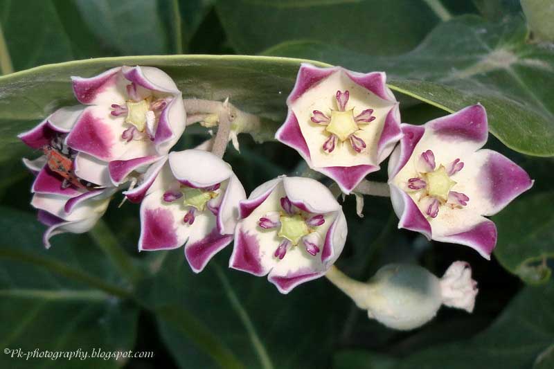 Calotropis procera-Apple of Sodom | Nature, Cultural, and Travel ...