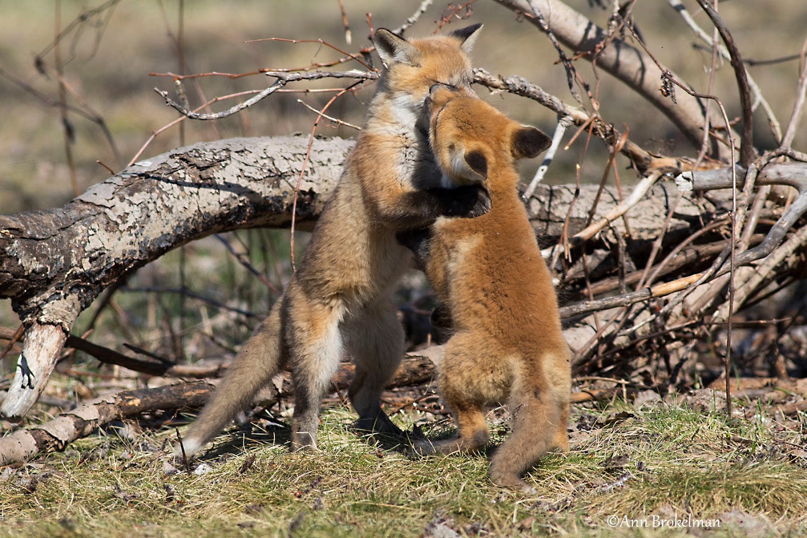 Ann Brokelman Photography: Red Fox Kits pouncing and playing