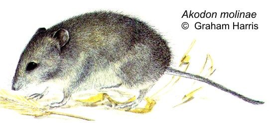 Argentina nativa: Ratón pajizo (Akodon molinae)