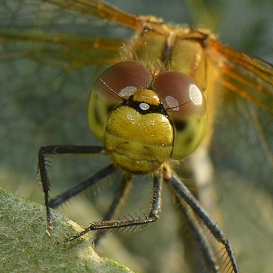 Daisy's Diary: Washed, Sploshed, Trimmed, Cut, & Shaved, Stabbed, poked ...