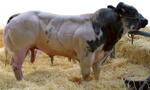 COPAS AMPAS: Sapi-Sapi Jadi Atlet Binaraga?