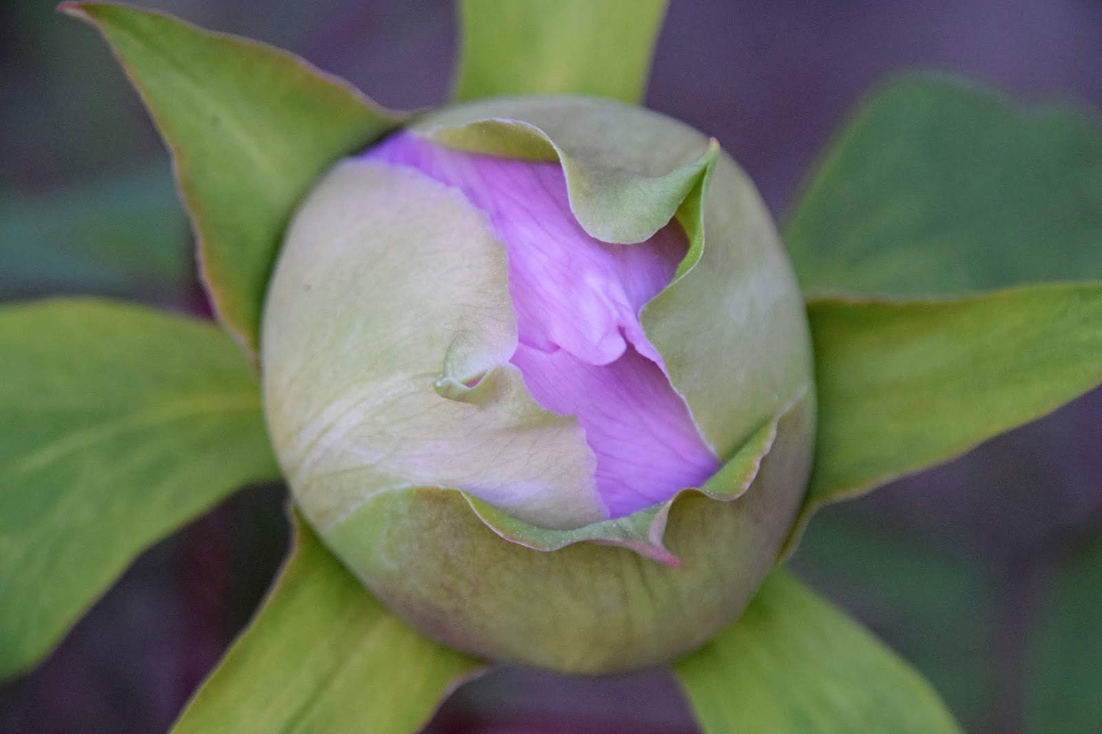 Southern Peony: 2019 Color Showing on Tree Peony Buds