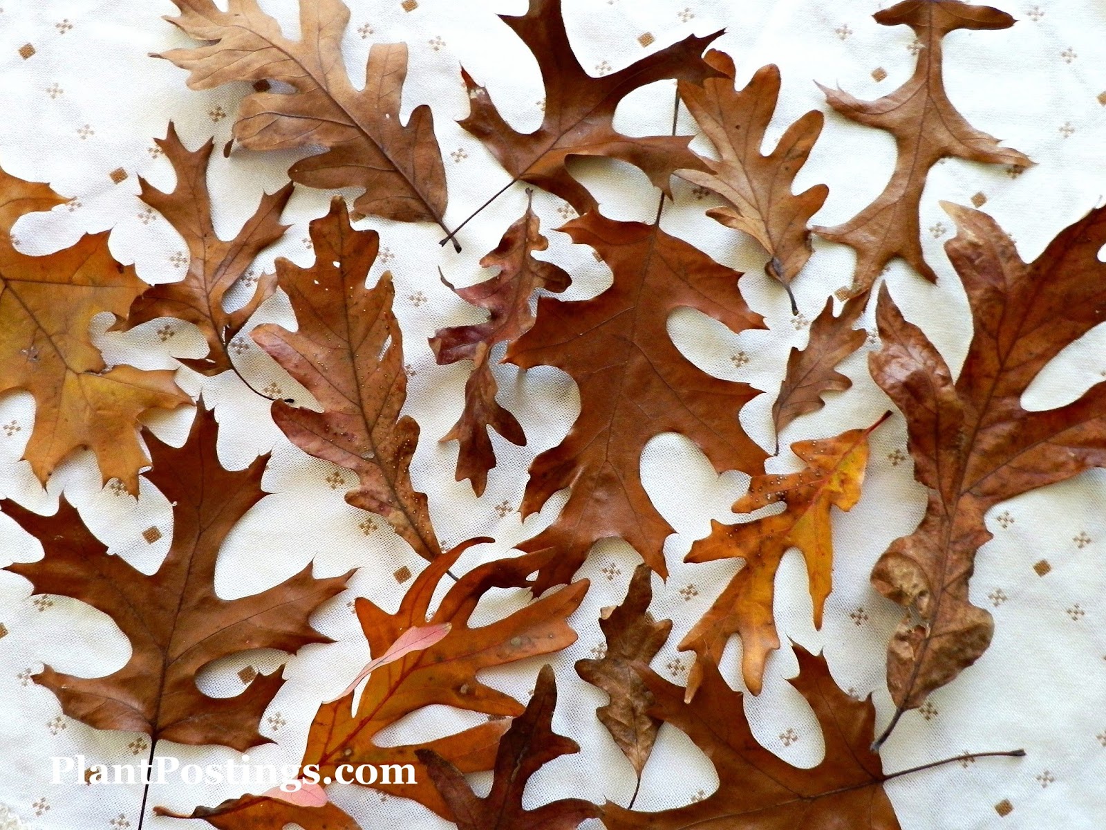 PlantPostings: When life gives you Oak leaves...