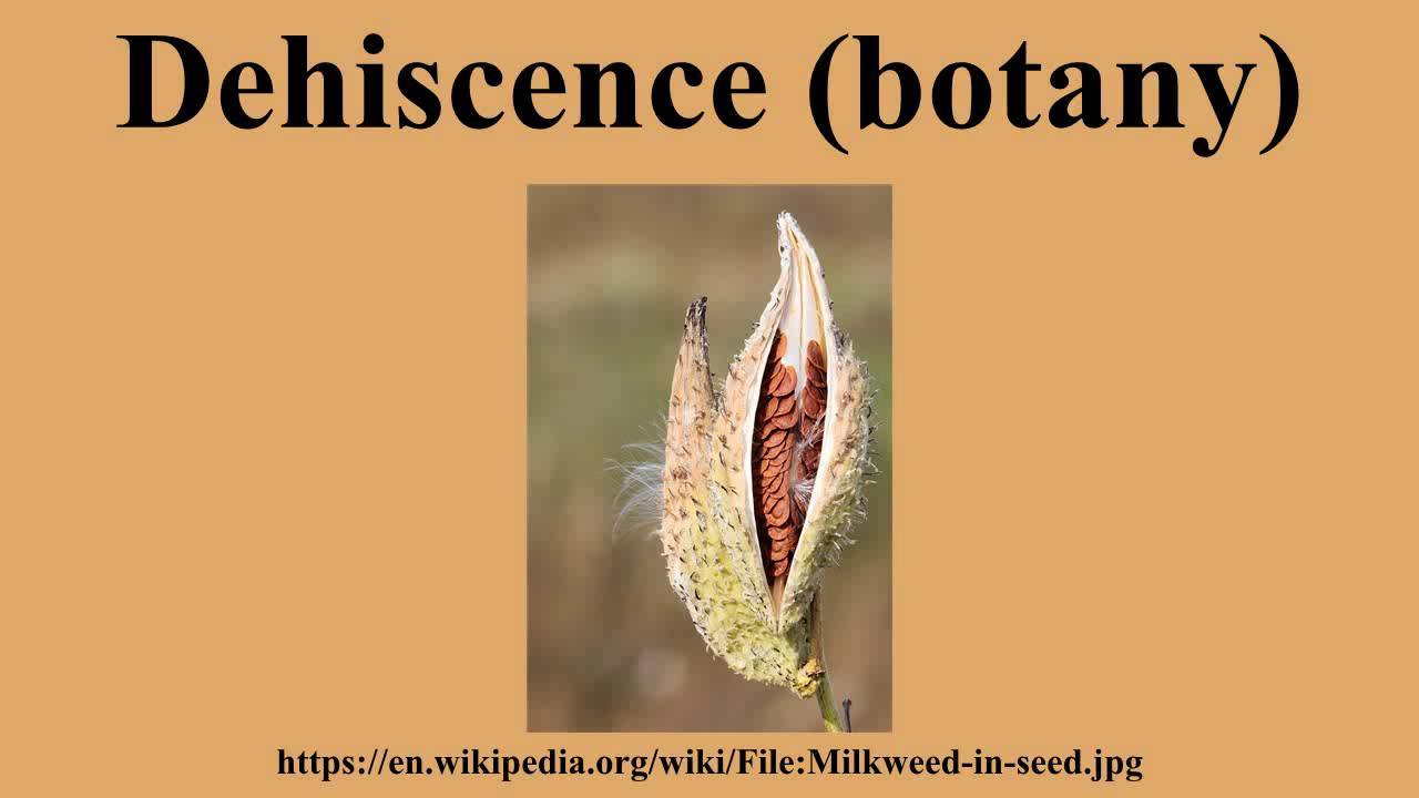 Dehiscence (botany)