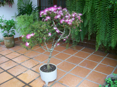 Jardim Tupiniquim: Caliandra (Calliandra brevipes/selloi)
