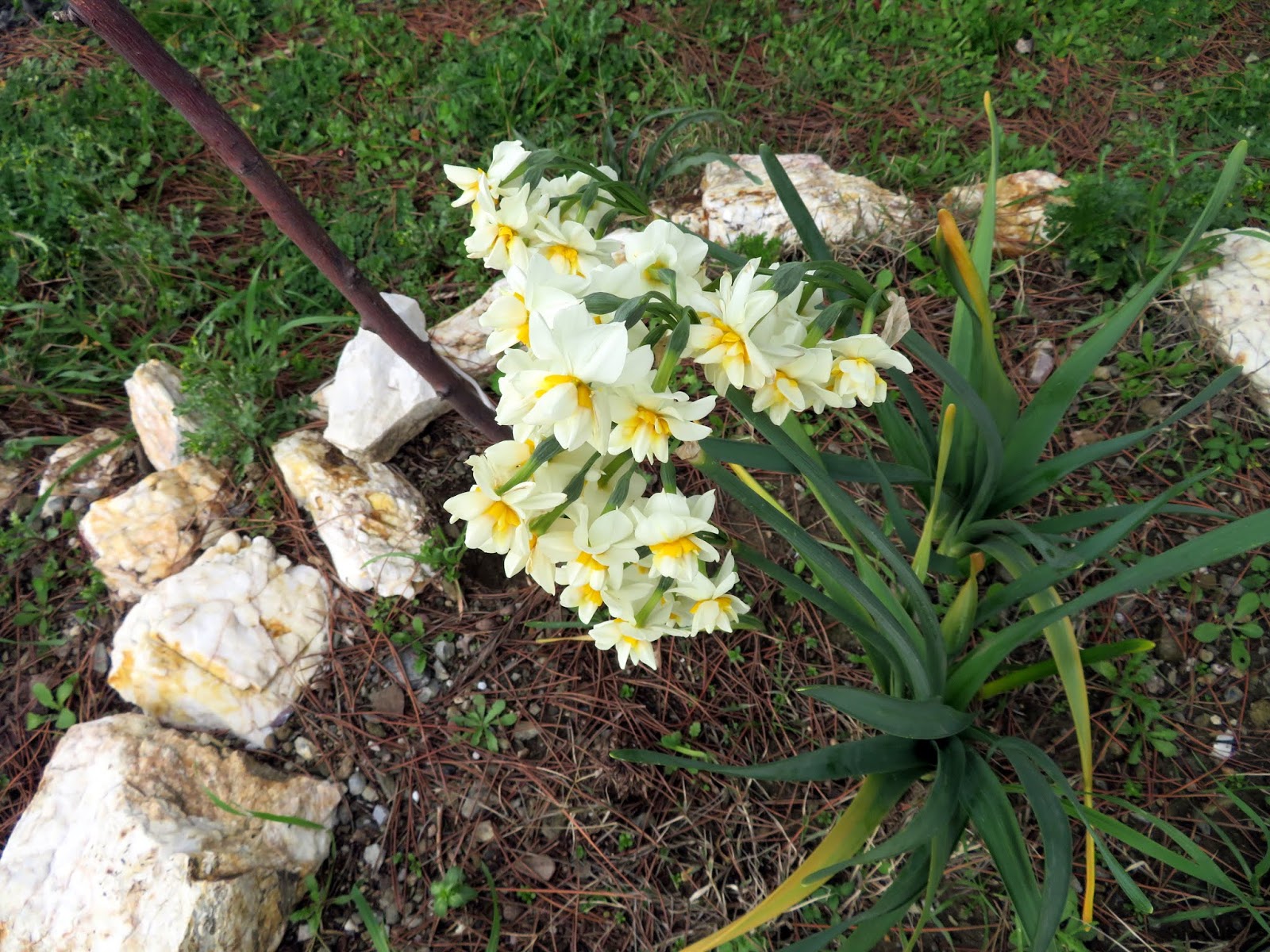 Cittaslow Botanik Park: NERGİS ÇİÇEĞİ VE HİKAYESİ