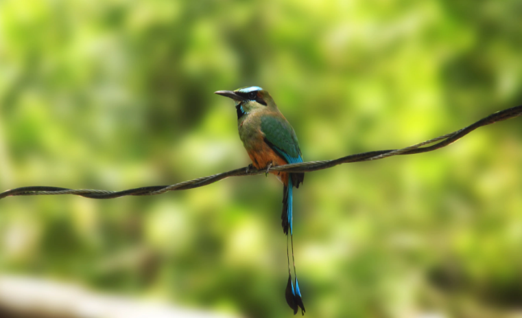 Sabias por que El Torogoz es el Ave Nacional de El Salvador? ~ El ...