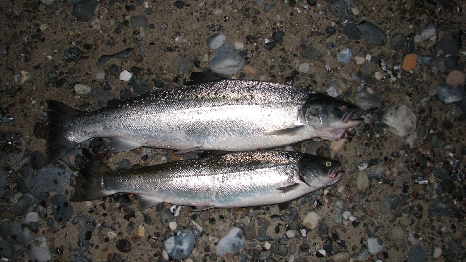 Oshers Fiskeblog Hav rred fiskeri oshers-fiskeblog-hav-rred-fiskeri