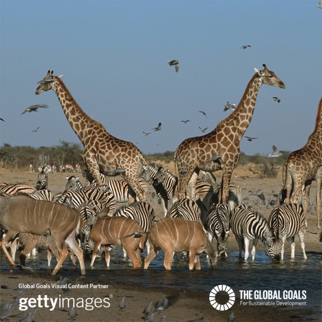 fisica: FLORA Y FAUNA TERRESTRES