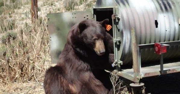 Terrierman's Daily Dose: Nutter Stalks Bear Biologist