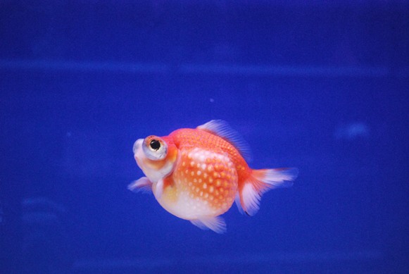 Round 'n' Cute: Born to be round: pearlscale goldfish