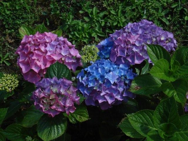 Studio Floral Dora Santoro: Hortências