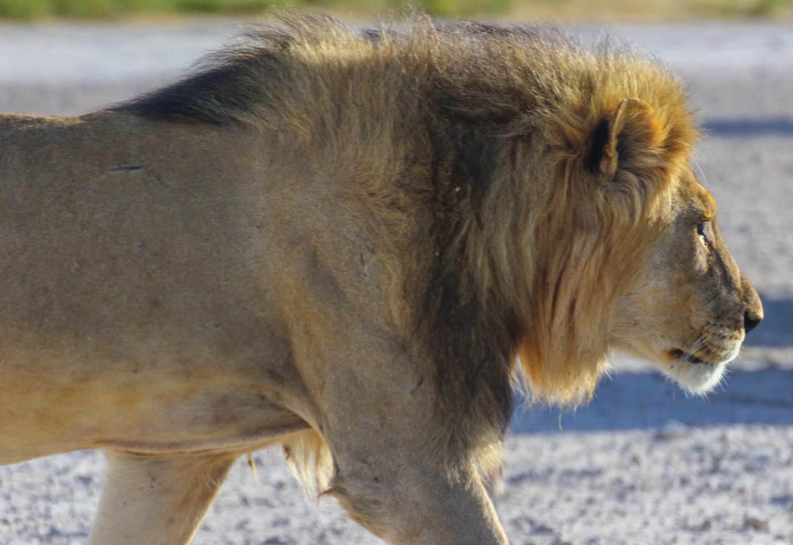 Cannundrums: Southwest African Lion
