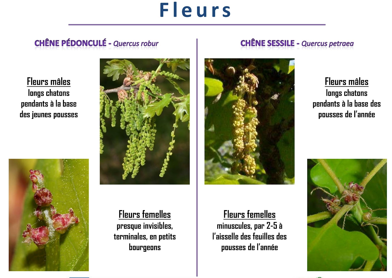 Sylviculture-Ecologie: Chêne sessile - Chêne pédonculé...des cousins ...