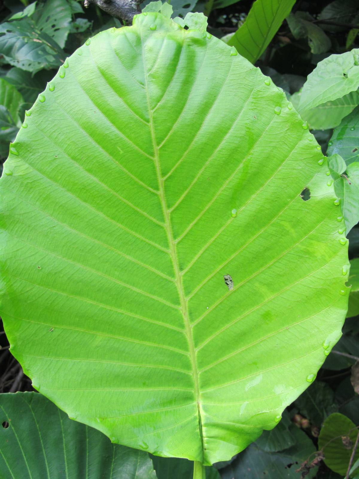 Life Sucks: CB Leave