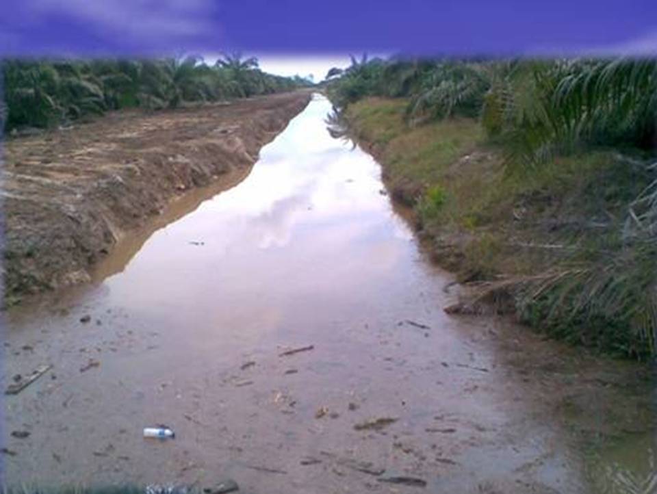 Tanaman Kelapa Sawit - yudhabjnugroho™