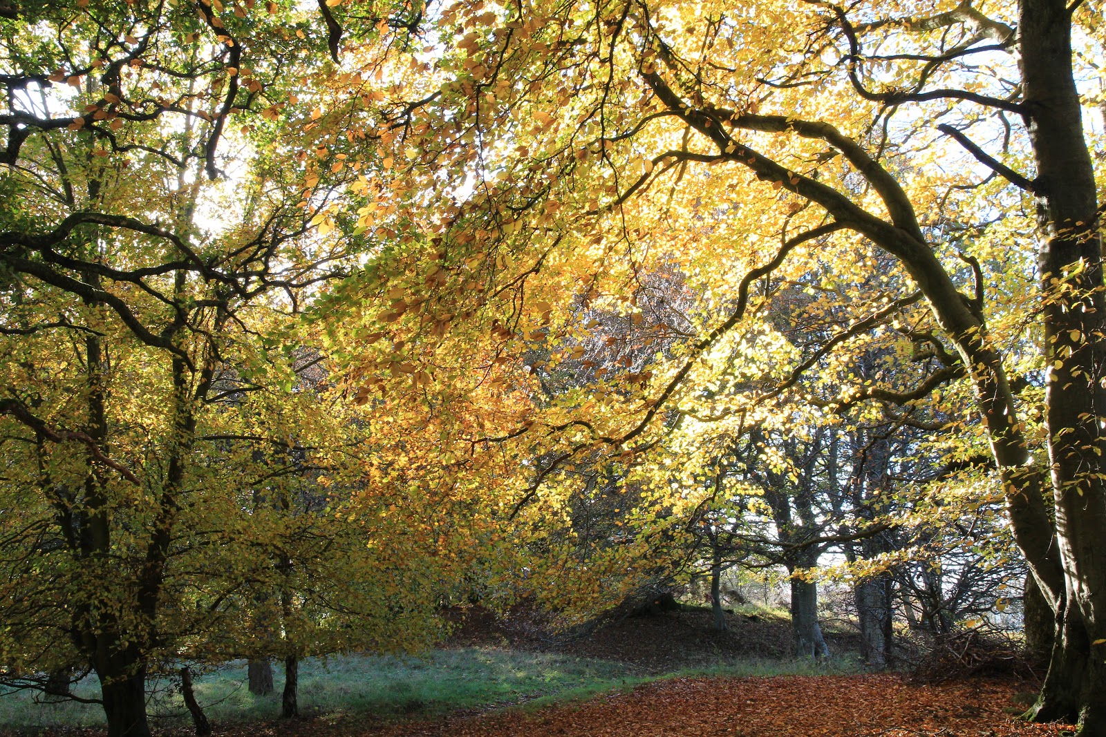 Neil's Hillwalking Exploits: Kinnoull Hill