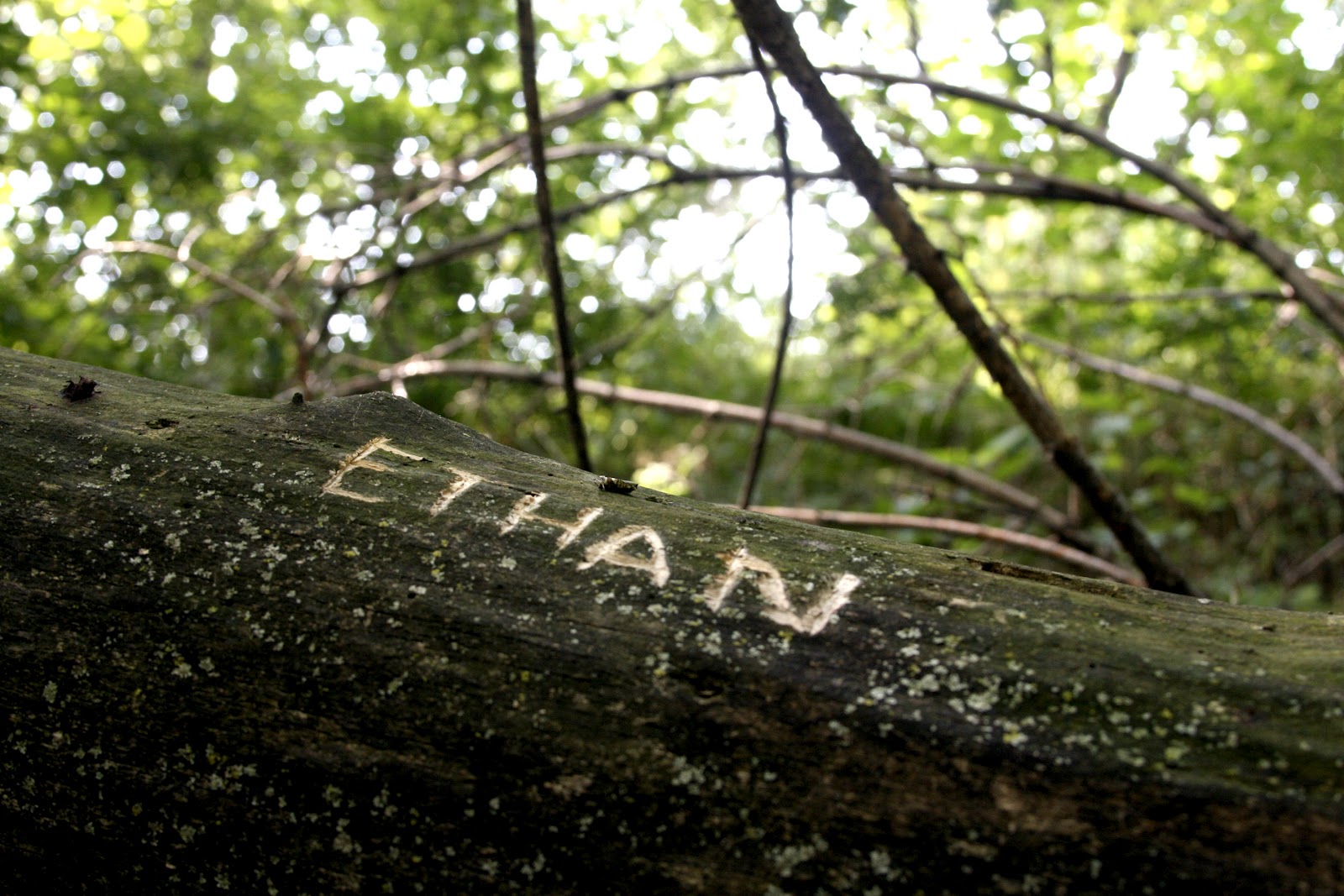 teach me to braid: heaven will hold them
