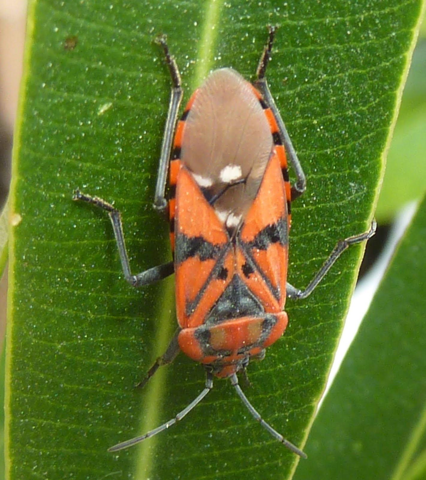 Bichos: Chinche roja (Spilostethus pandurus)