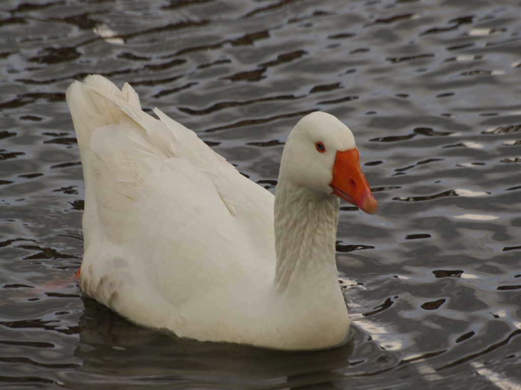 Natuurfotografie Eilandstaete: Ganzensoorten