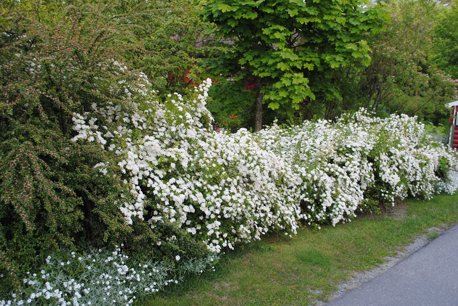 Hagekroken: Blomstrende spirea