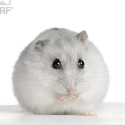 Hamstercitos :3: Variedad Cromática en los Hamsters Rusos