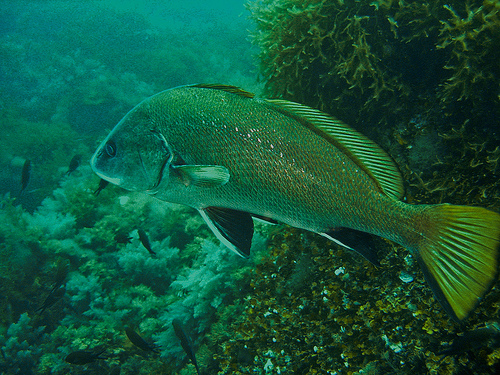 Corvina - Um peixe da Lagoa dos Patos - Pesca na Lagoa