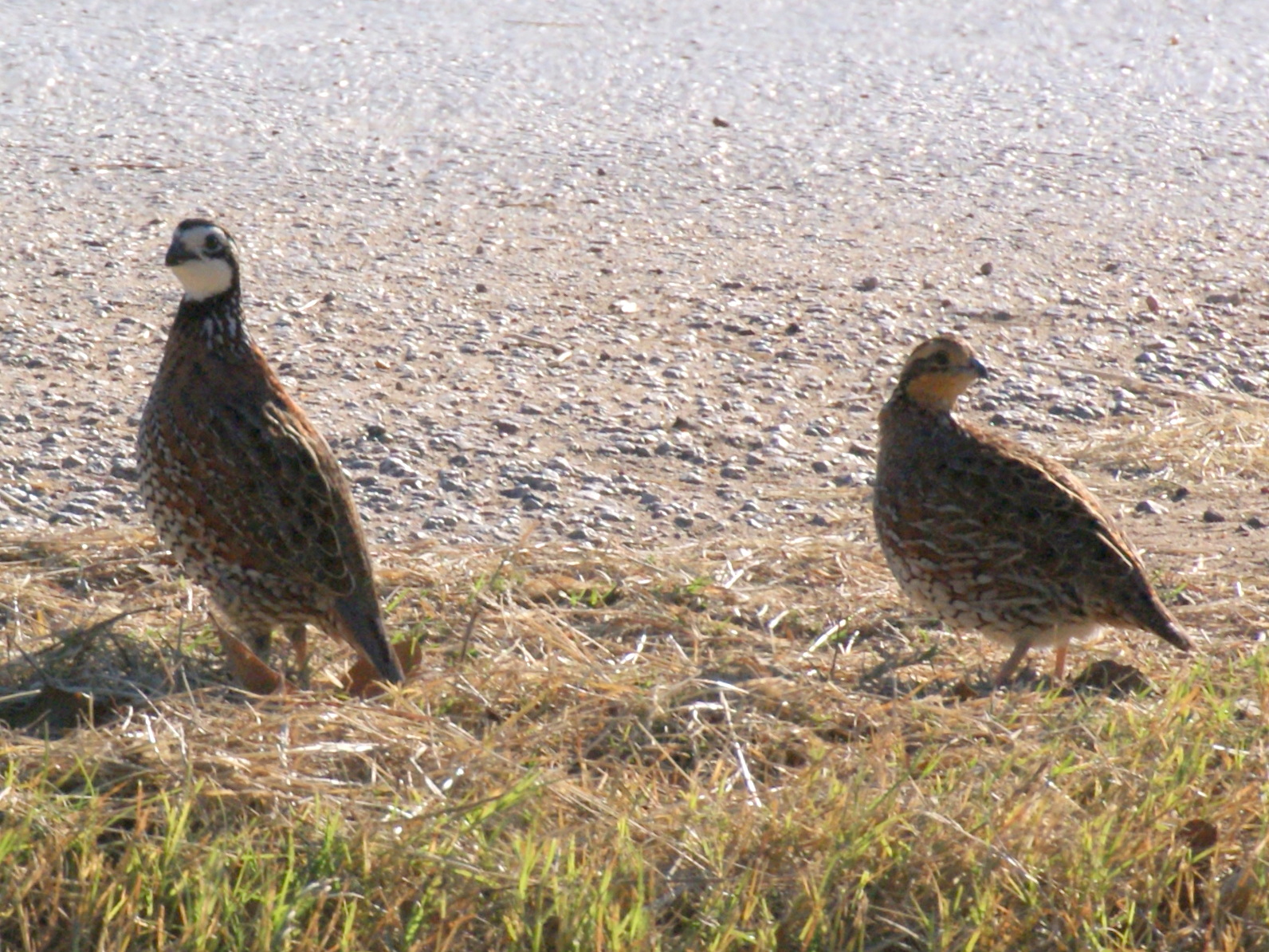 SE Texas Birding & Wildlife Watching: Prairie Birds