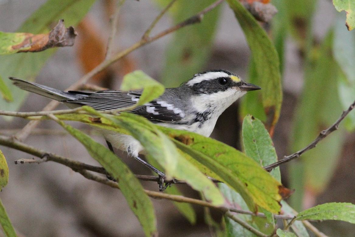 Jo's Morning Walk: Black -throated Gray Warbler
