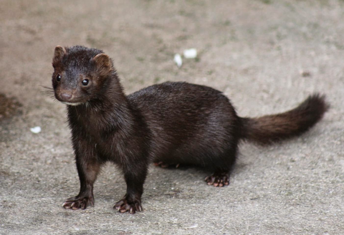 Nettie's Ramblings: The American Mink