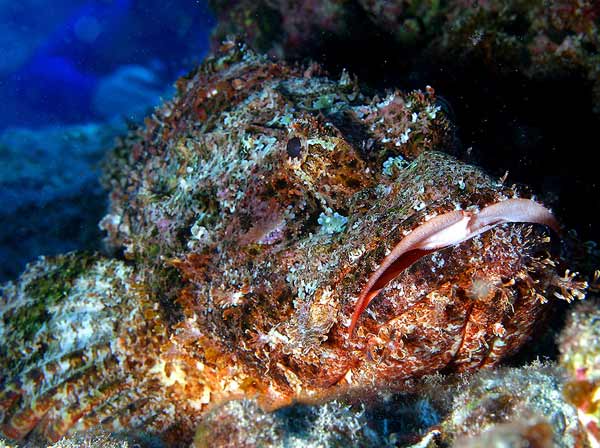 Scorpionfish - Fishes World - HD Images & Free Photos