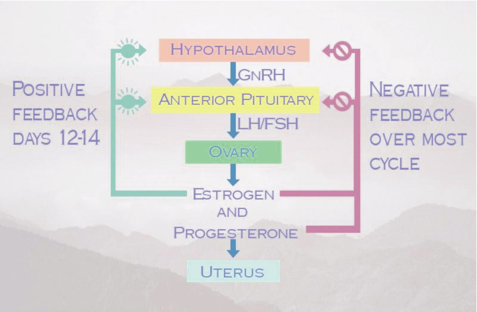 SIKLUS MENSTRUASI | Soul of Women