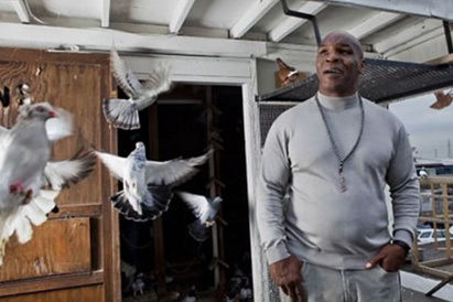 Spend Like A King: Celebrity Pets – Mike Tyson’s Pigeons and Tigers