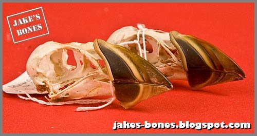 Two amazing puffin skulls : Jake's Bones