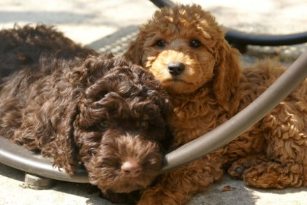 Todo Sobre Perros: Nueva raza de Labradoodle (Labrador + Poodle)