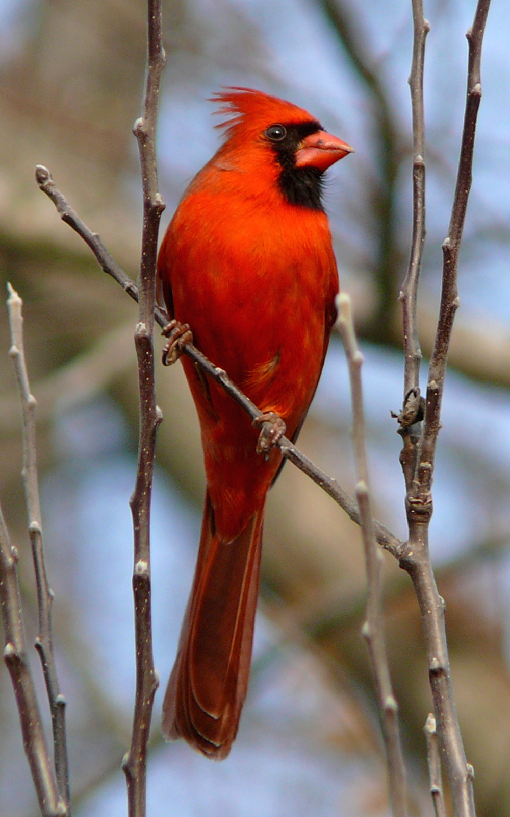 Northern Cardinal | Passions For Life