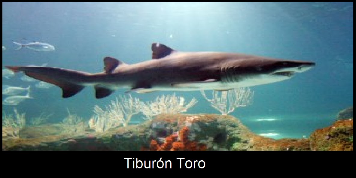 MUNDO ANIMAL VIRTUAL ECA: TIBURÓN TORO