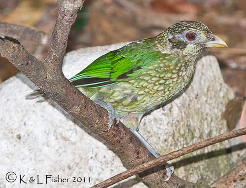 Kingfisher Park Birdwatchers Lodge (old): 4th December 2011 Report
