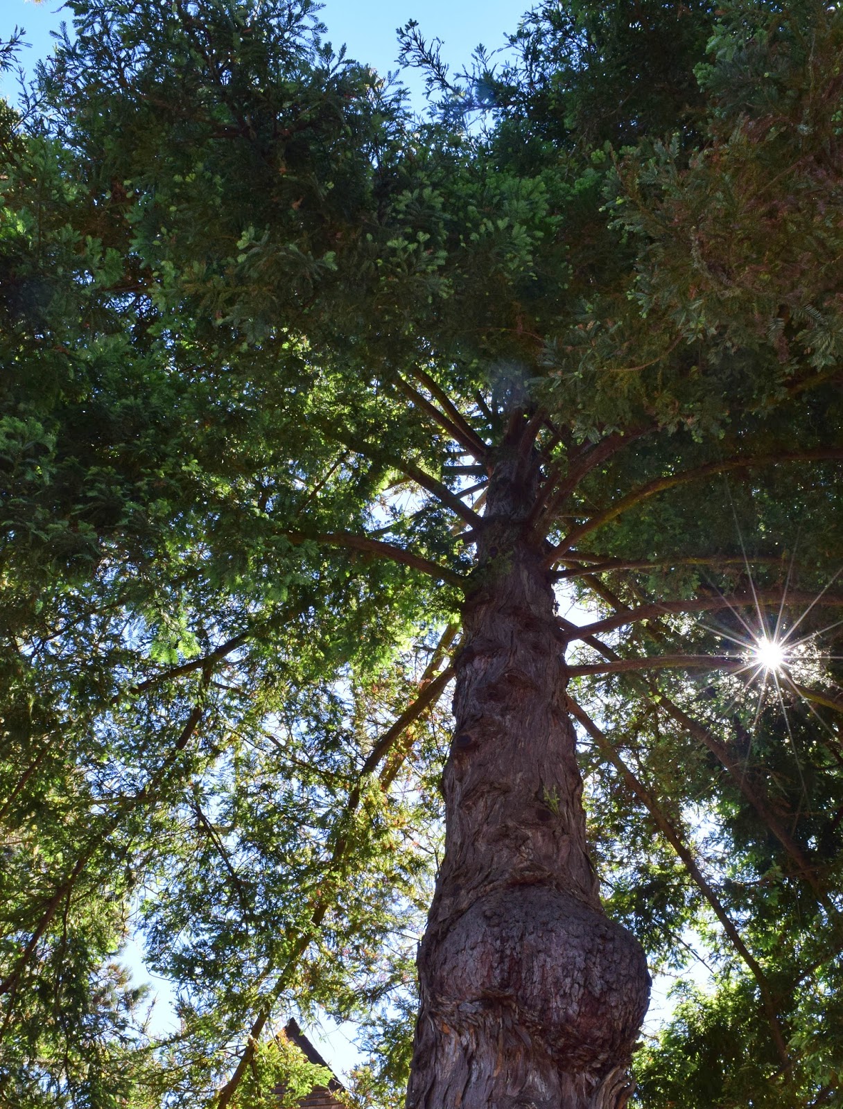 Friends of Carmel Forest Tree Tour with Dr. Matt Ritter 2016 - Carmel ...
