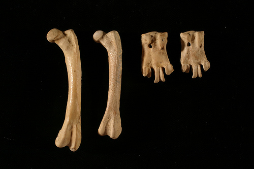 PINGUIM-WAITAHA (Megadyptes waitaha)