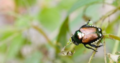 biota: Japanese Beetle