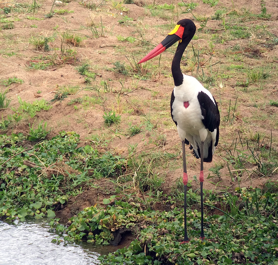 Follow The Sykes Birds: South Africa Part 2: Johannesburg to Kruger NP