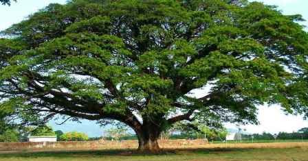 Manfaat dan Khasiat Daun Trembesi untuk Kesehatan - WARUNG ILMU