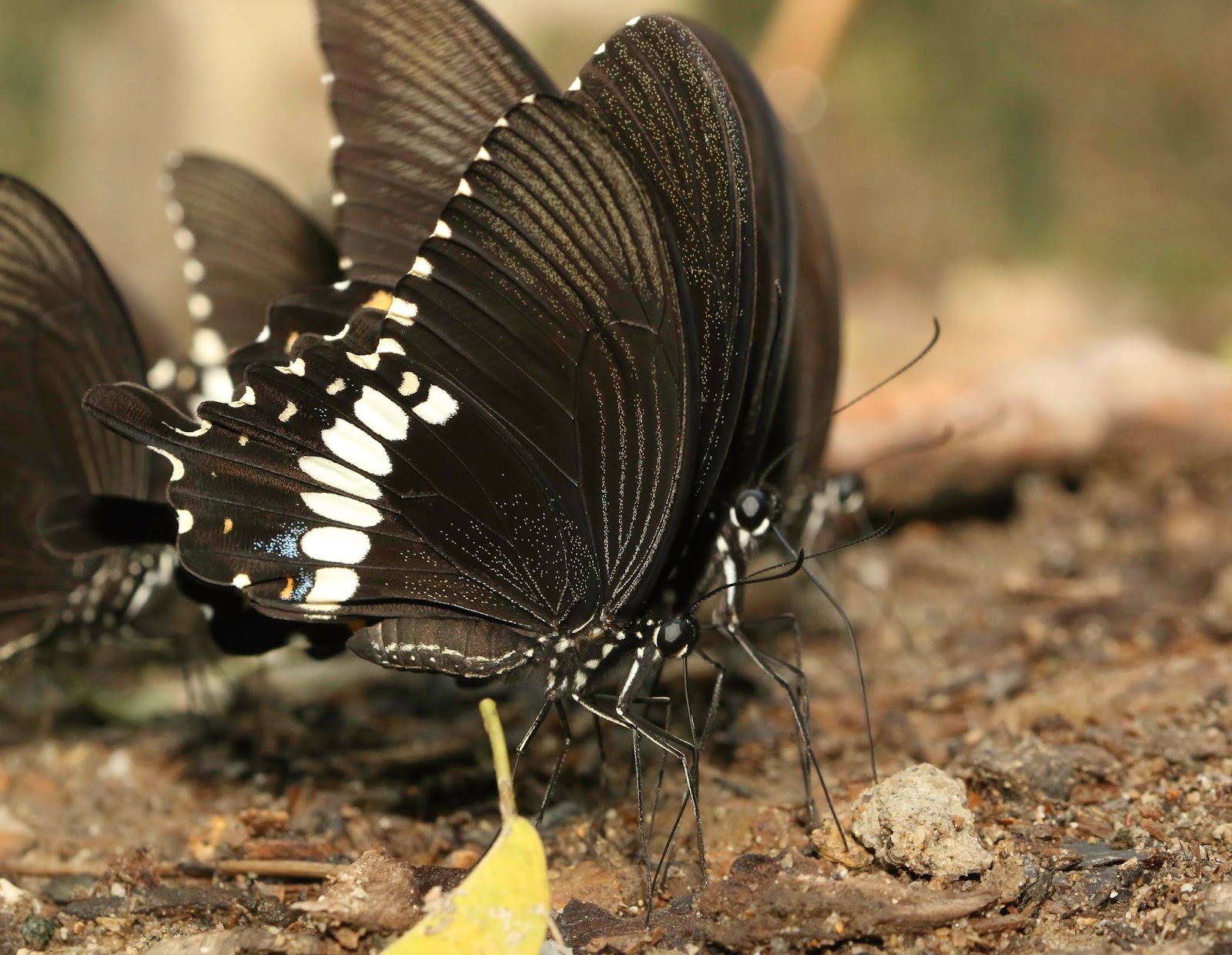 Butterflies of Vietnam: 148. Papilio polytes polytes (The Common Mormon)